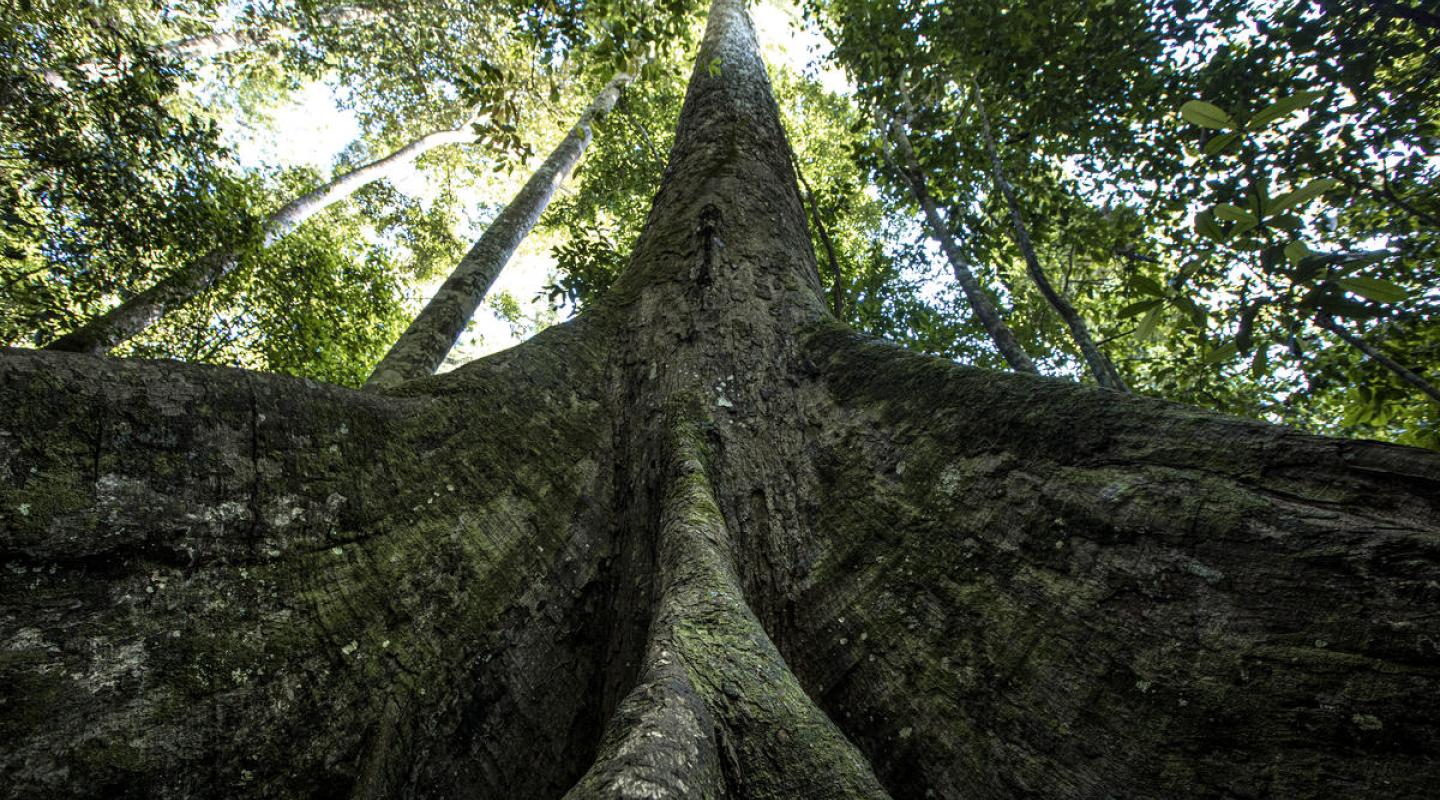 Top 10 facts about Forests | WWF